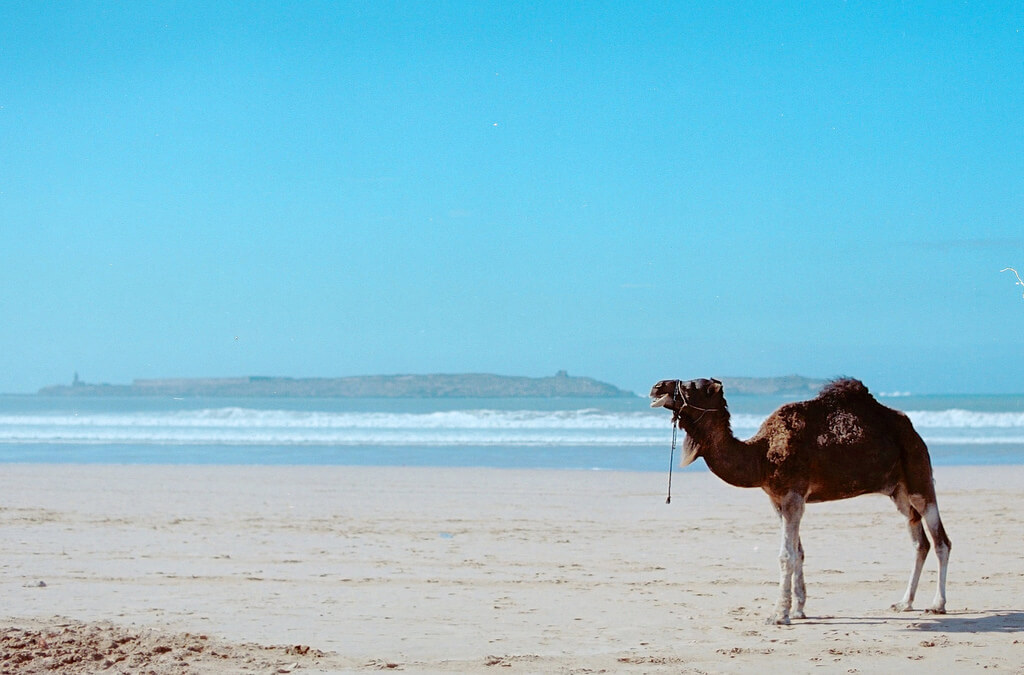 Beste Reistijd Essaouira | Klimaat en Weer. De beste periode!